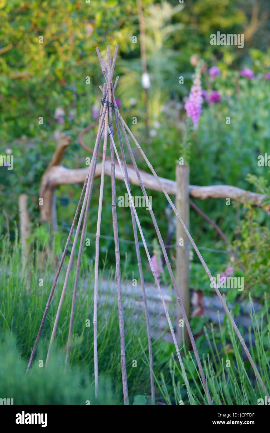 Bamboo Cane Wigwam Support on an Allotment Plot. Exeter, Devon, UK ...