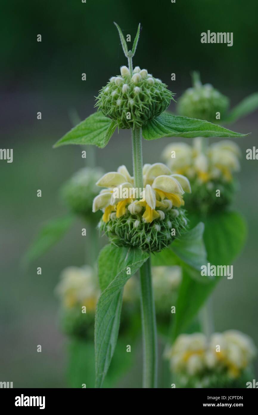 Tall Yellow Spear Flower on an Exeter Allotment. Devon, UK. June, 2017 ...