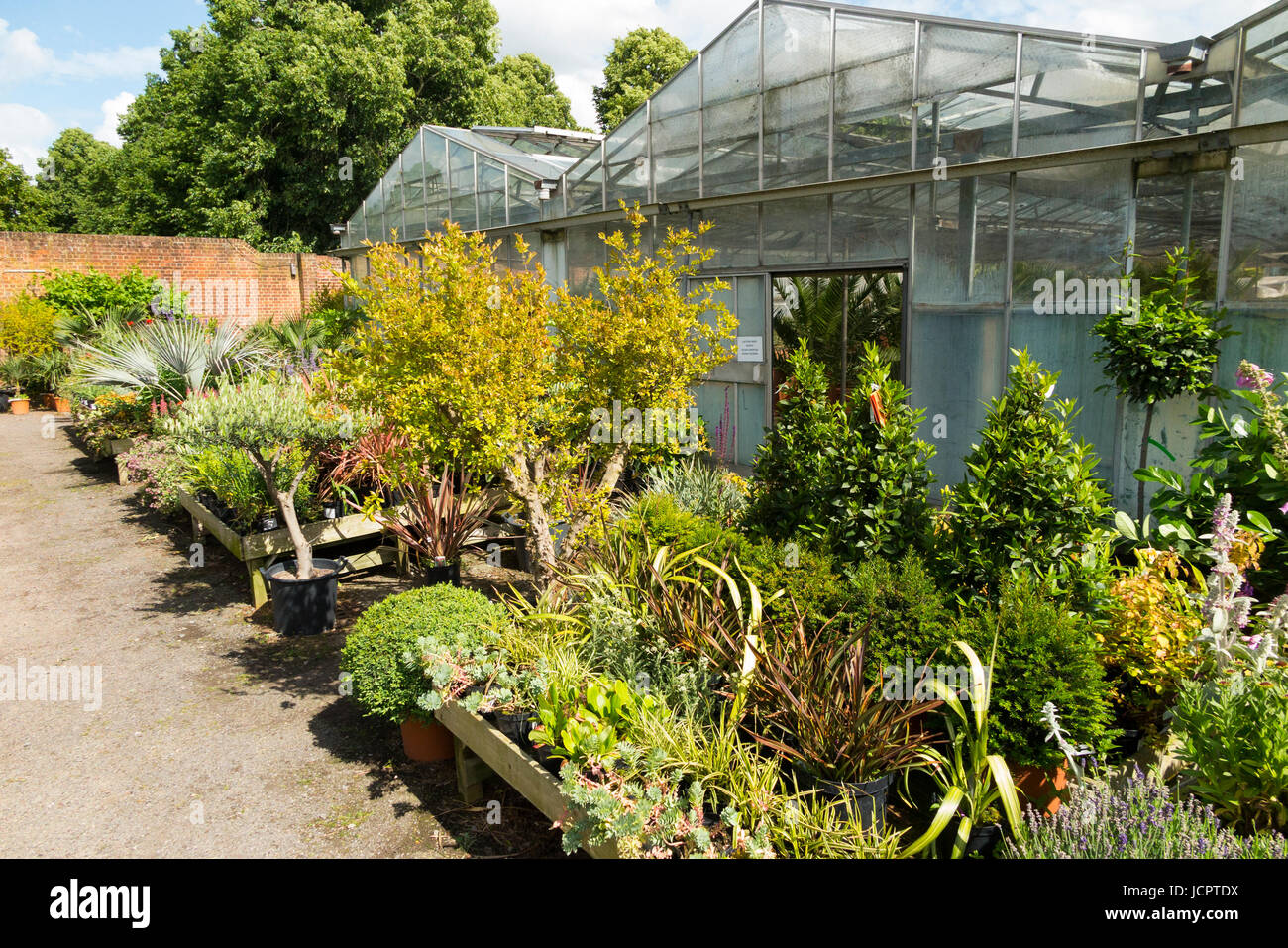 Plants displayed / on display at The Palm Centre, Ham Central Nursery ...