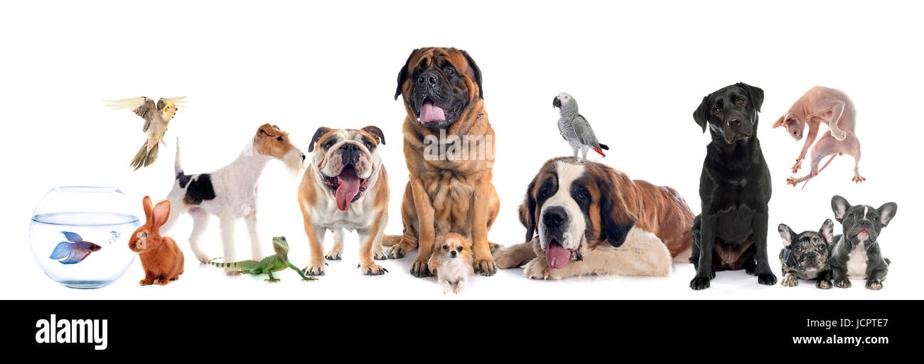 Group of pet hi-res stock photography and images - Alamy