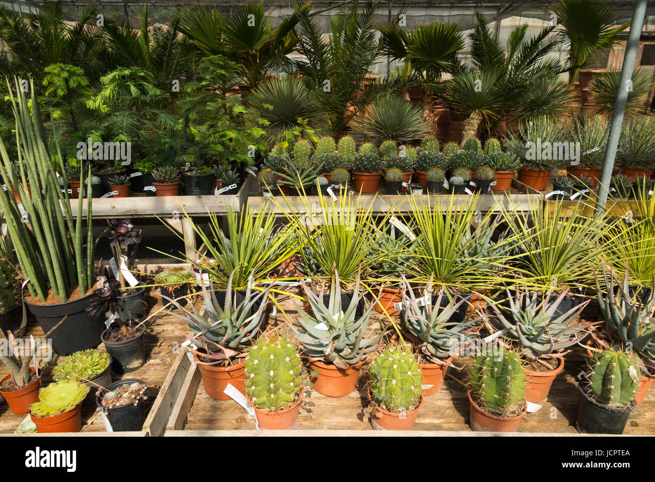 The palm centre ham hi-res stock photography and images - Alamy