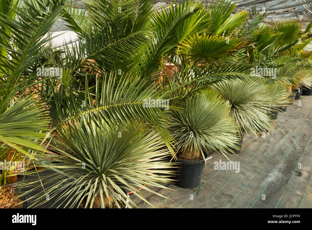 The palm centre richmond hi-res stock photography and images - Alamy