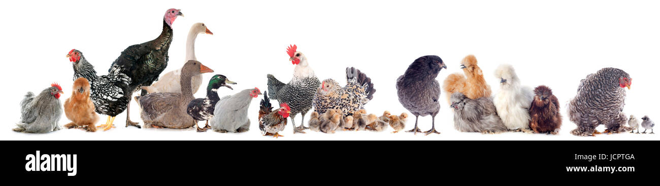 group of poultry in front of white background Stock Photo - Alamy