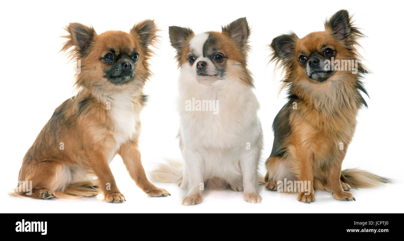 three little chihuahua in front of white background Stock Photo - Alamy