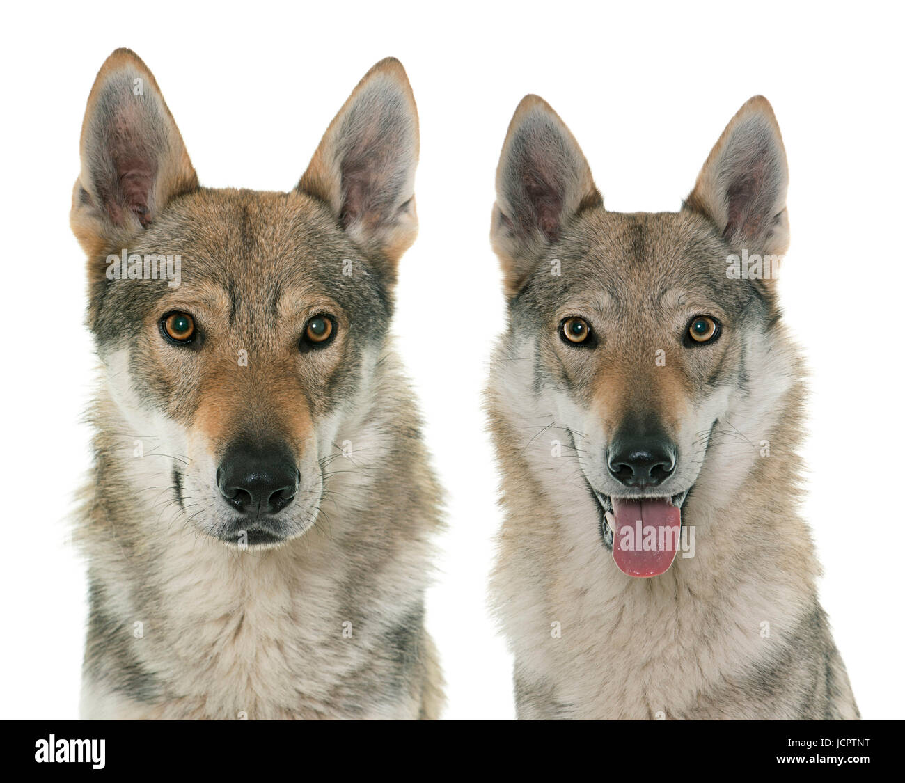 White Wolf Dog Hybrid Puppies