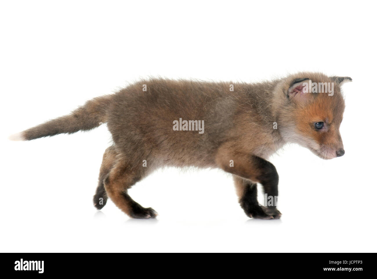 Baby fox cub Cut Out Stock Images & Pictures - Alamy