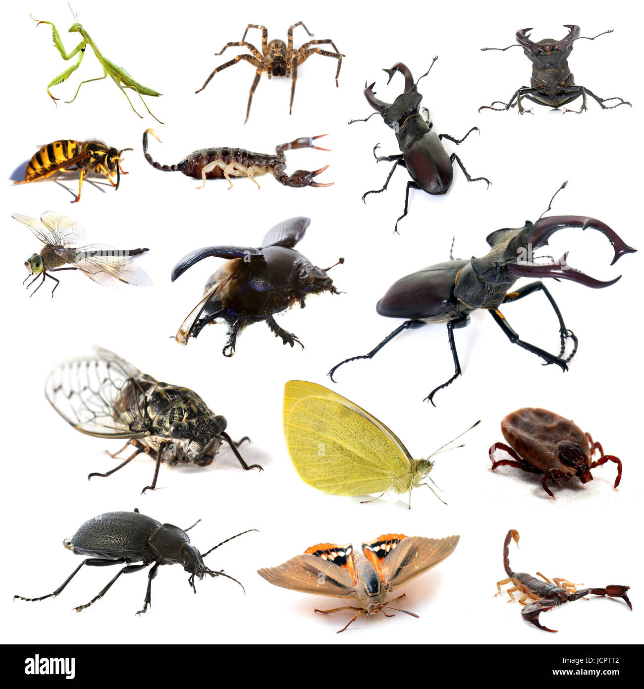 Spider dung beetle Cut Out Stock Images & Pictures - Alamy