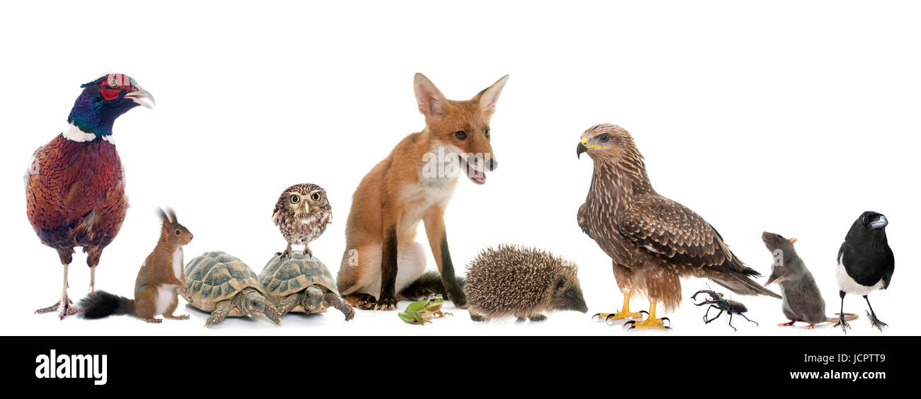 group of wild animals in Europe in front of white background Stock ...