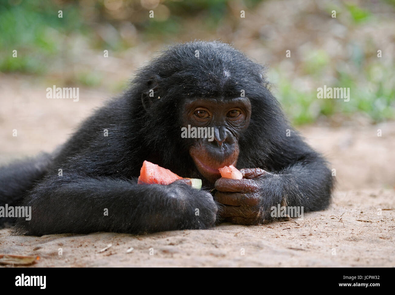 Baby of Bonobo is eating watermelon. Democratic Republic of Congo. Lola ...