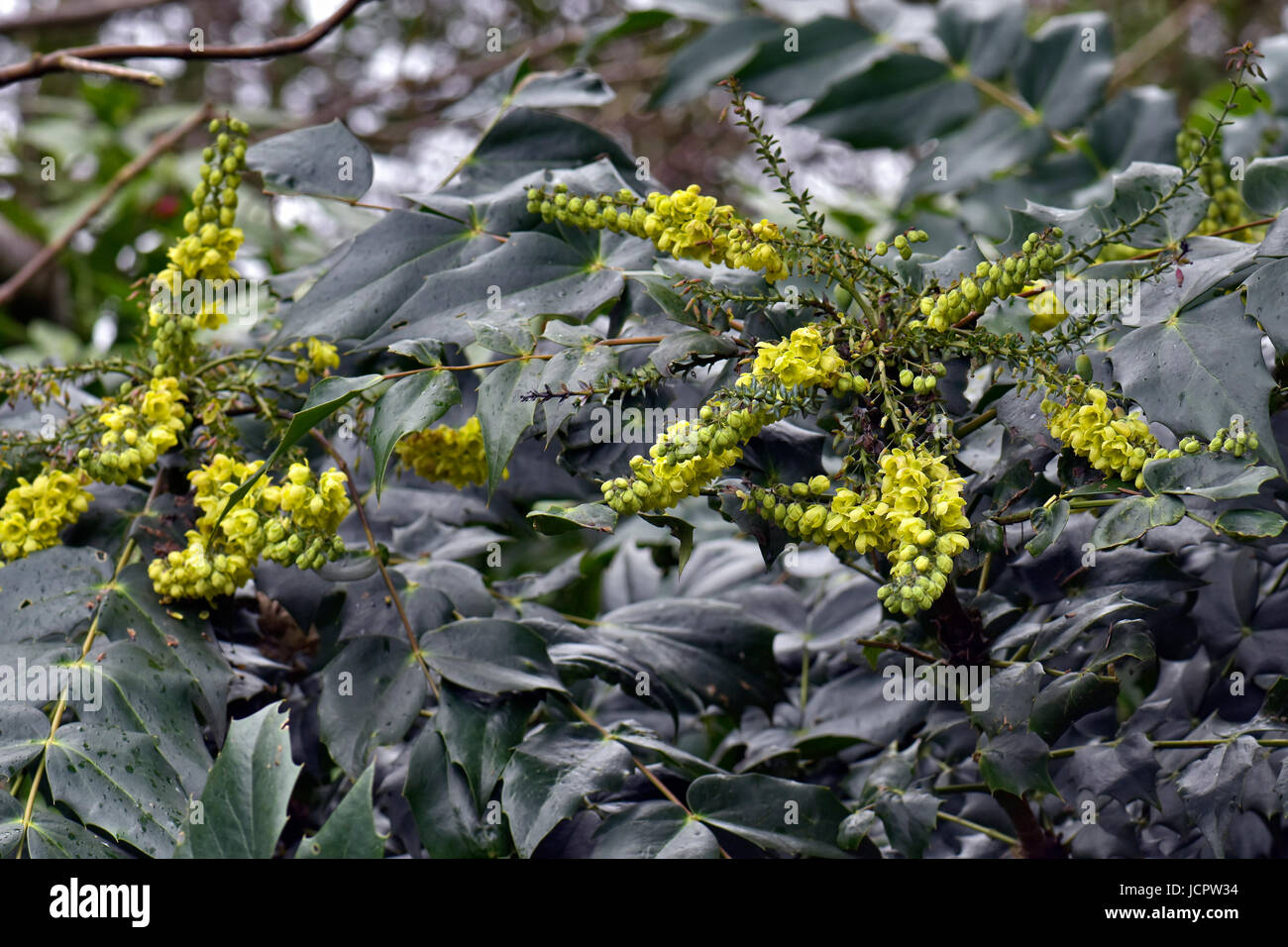 Mahonia japonica hi-res stock photography and images - Alamy