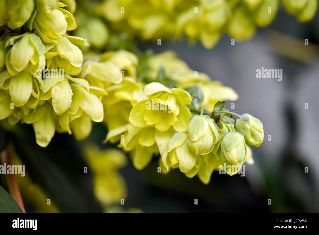 Mahonia japonica hi-res stock photography and images - Alamy