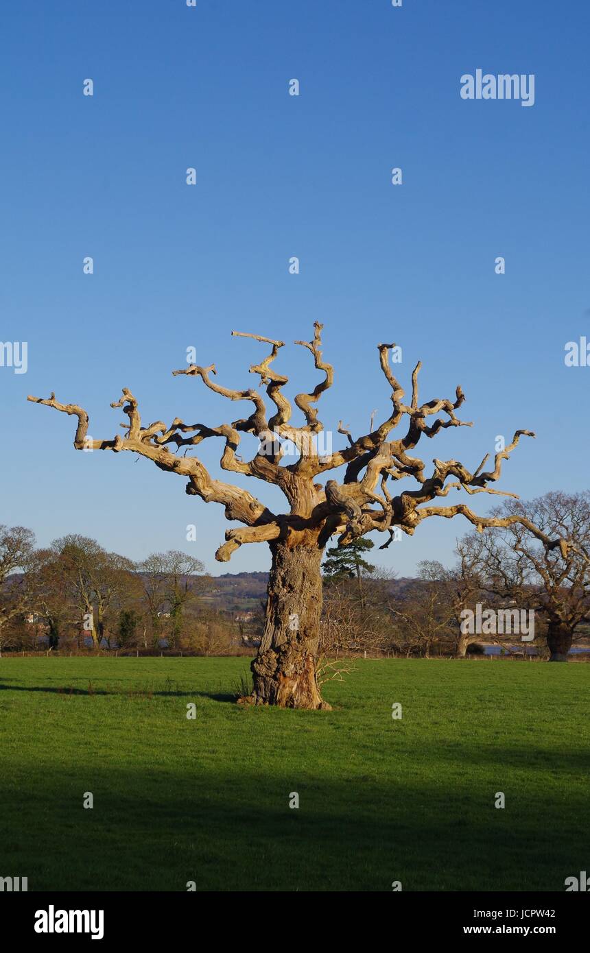 Gnarled Old Dead English Oak Tree in a Field at Powderham Castle. In ...