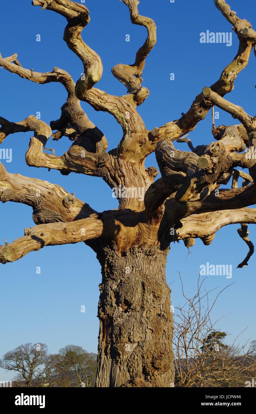 Gnarled Old Dead English Oak Tree in a Field at Powderham Castle. In ...
