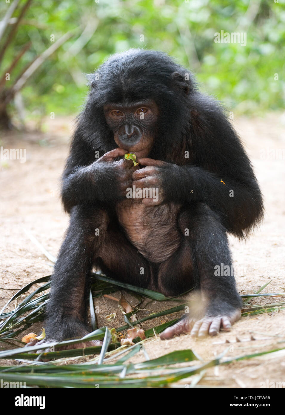 Bonobo is sitting on the ground. Democratic Republic of Congo. Lola Ya ...