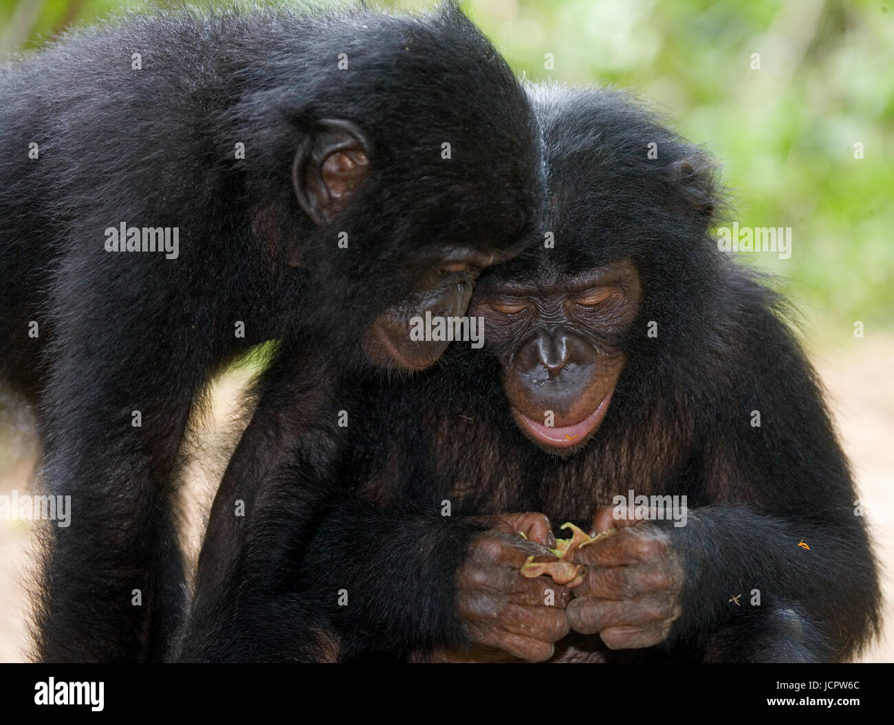 Two Bonobos looking at something. Democratic Republic of Congo. Lola Ya ...