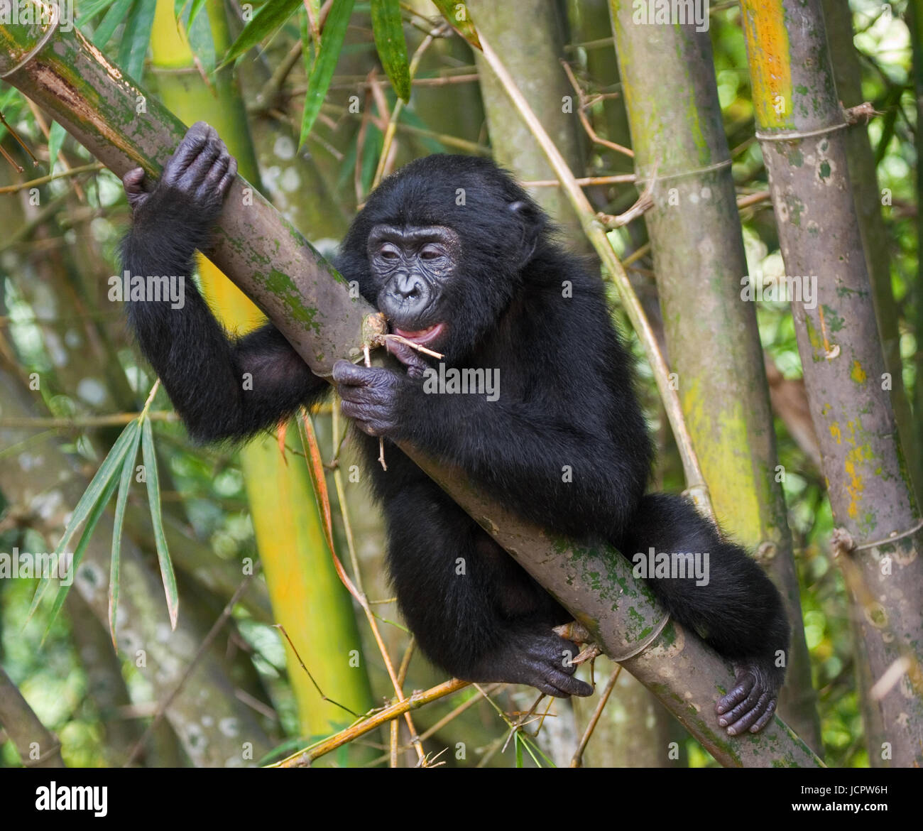 Bonobo is sitting on a bamboo. Democratic Republic of Congo. Lola Ya ...