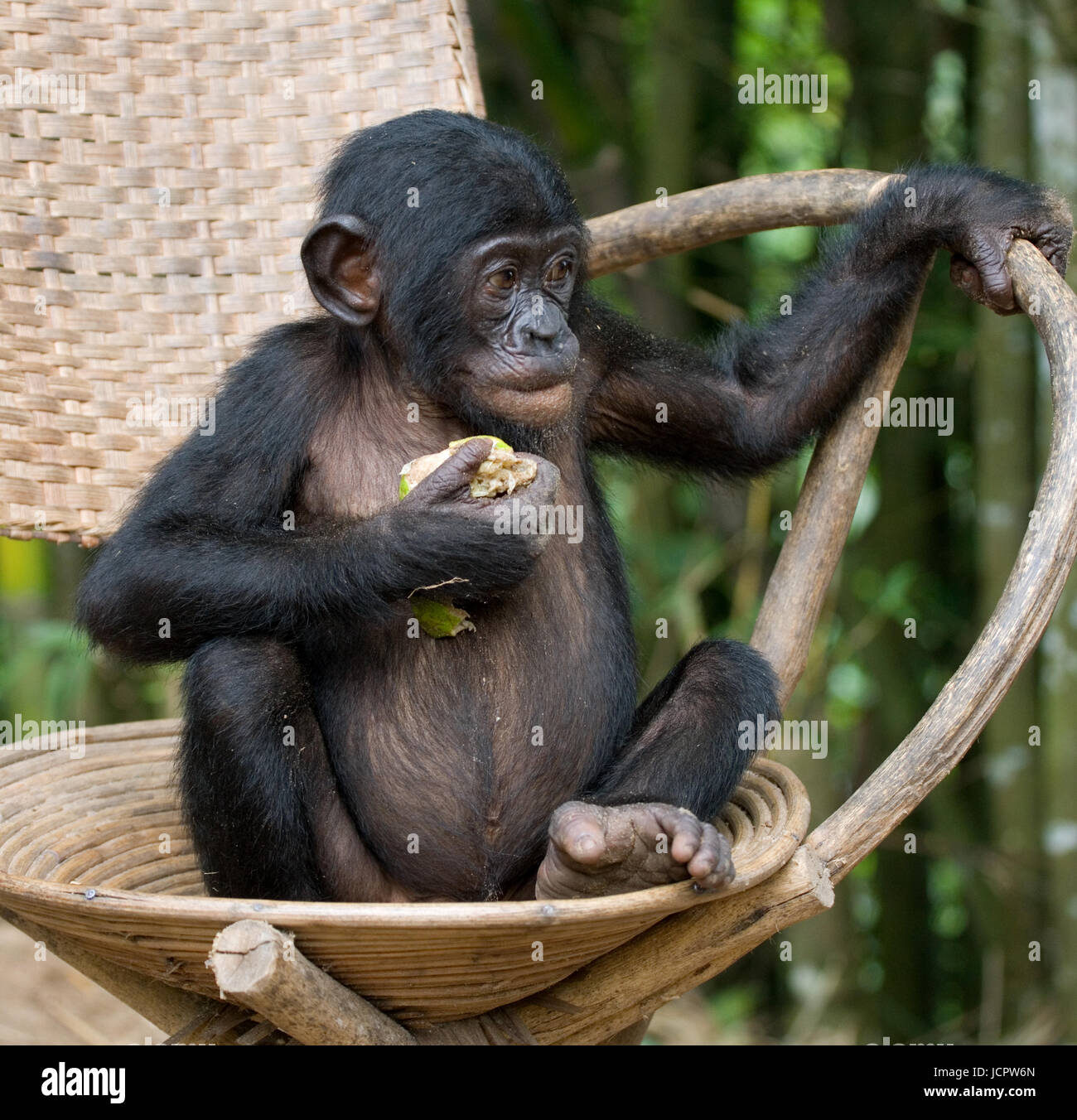 Bonobo is sitting on a chair. Democratic Republic of Congo. Lola Ya ...