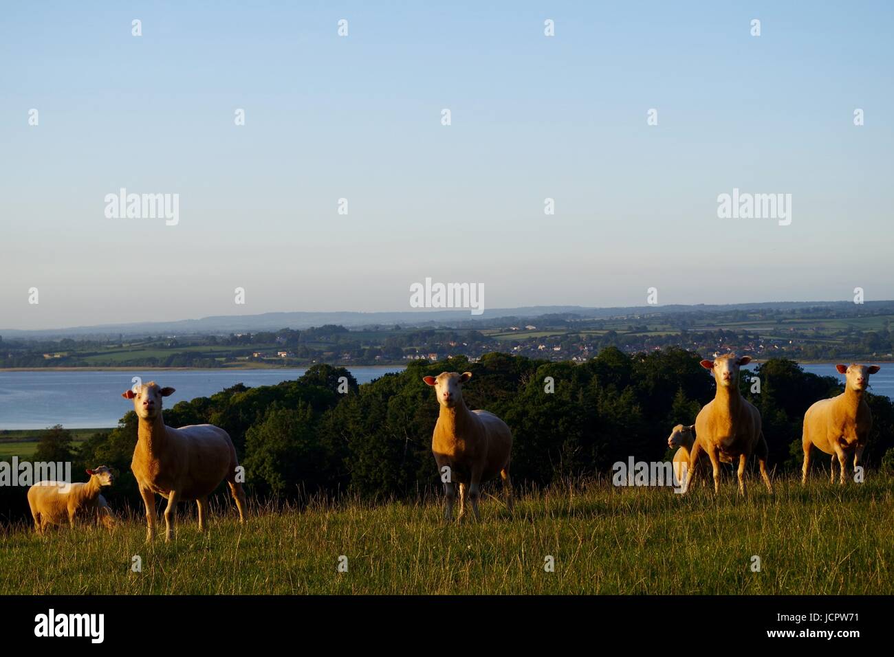 River exe devon sheep hi-res stock photography and images - Alamy