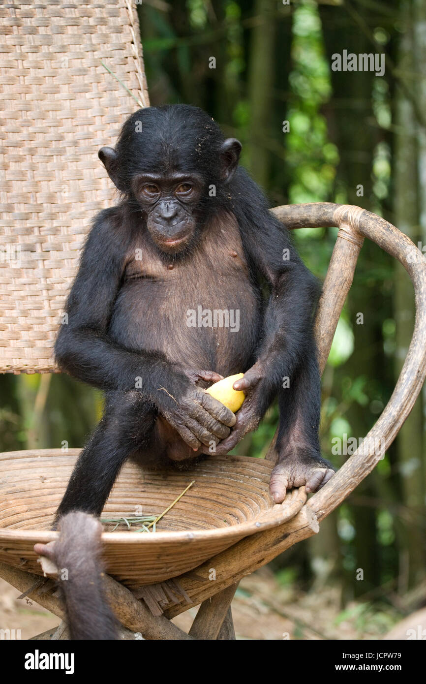 Monkey sitting on chair hi-res stock photography and images - Alamy