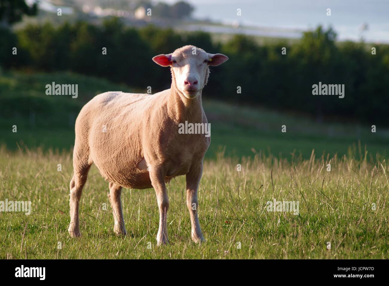 River exe devon sheep hi-res stock photography and images - Alamy