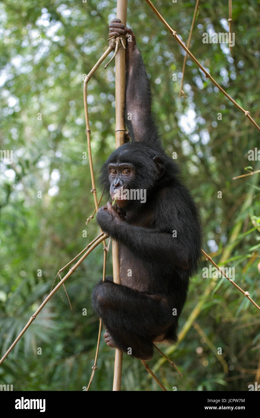 Bonobo on a tree. Democratic Republic of Congo. Lola Ya BONOBO National ...