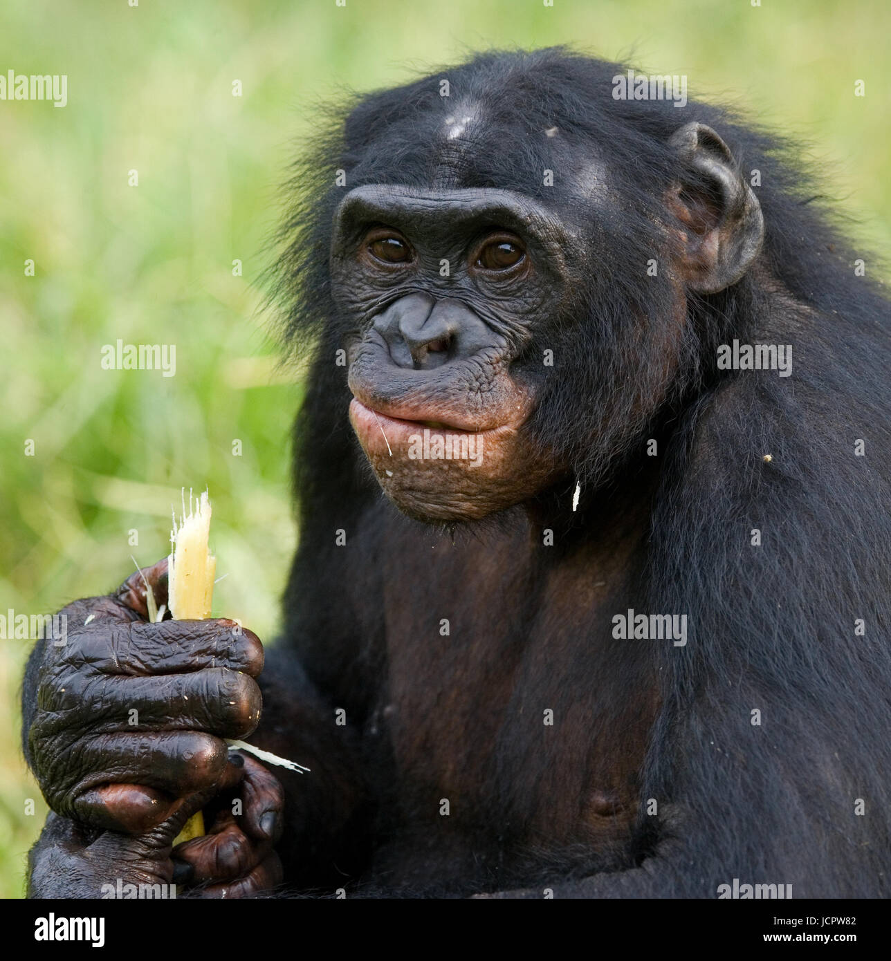 Bonobo (Pan paniscus) is eating bamboo. Democratic Republic of Congo ...