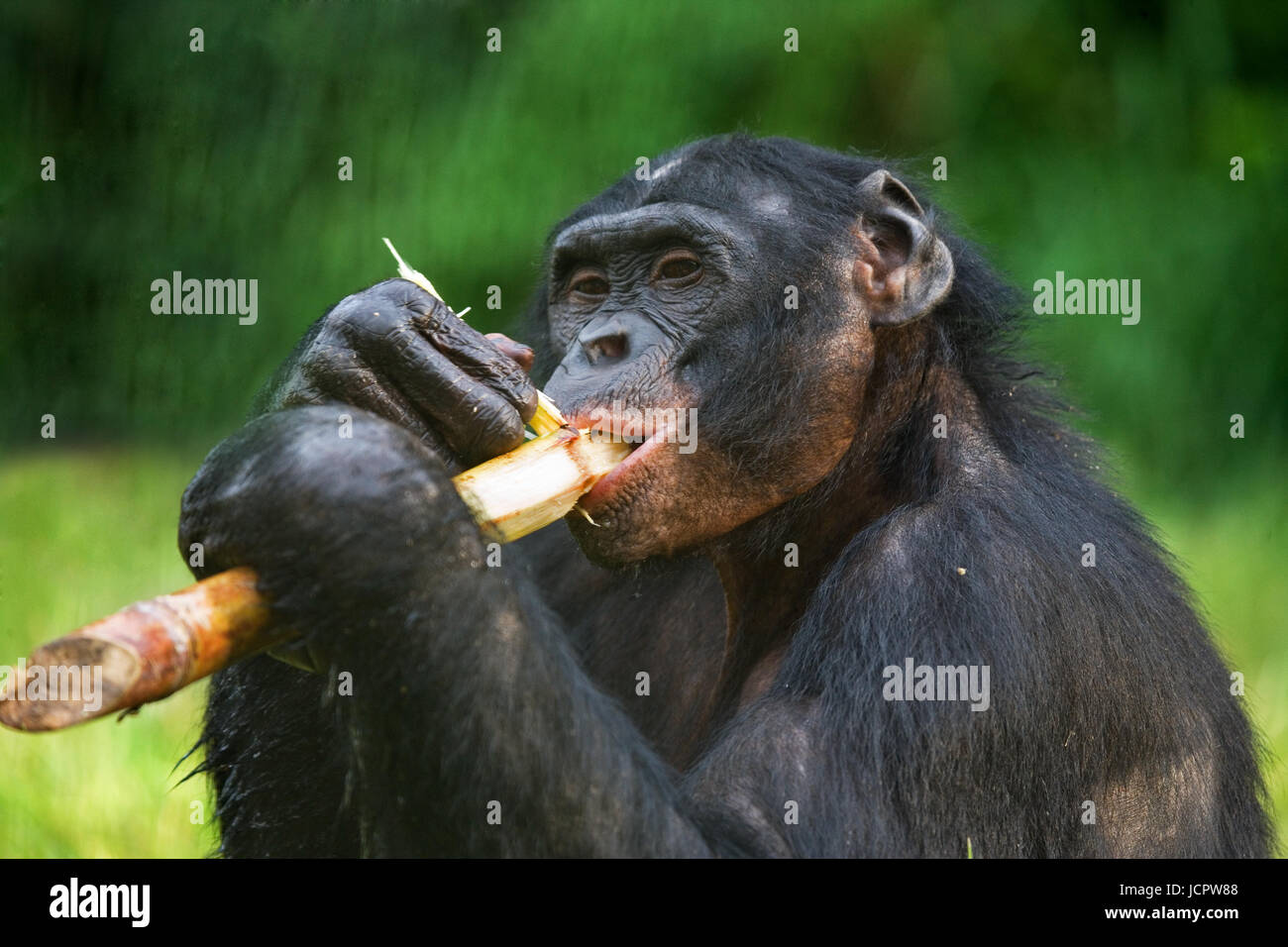 Bonobos Eating High Resolution Stock Photography and Images - Alamy