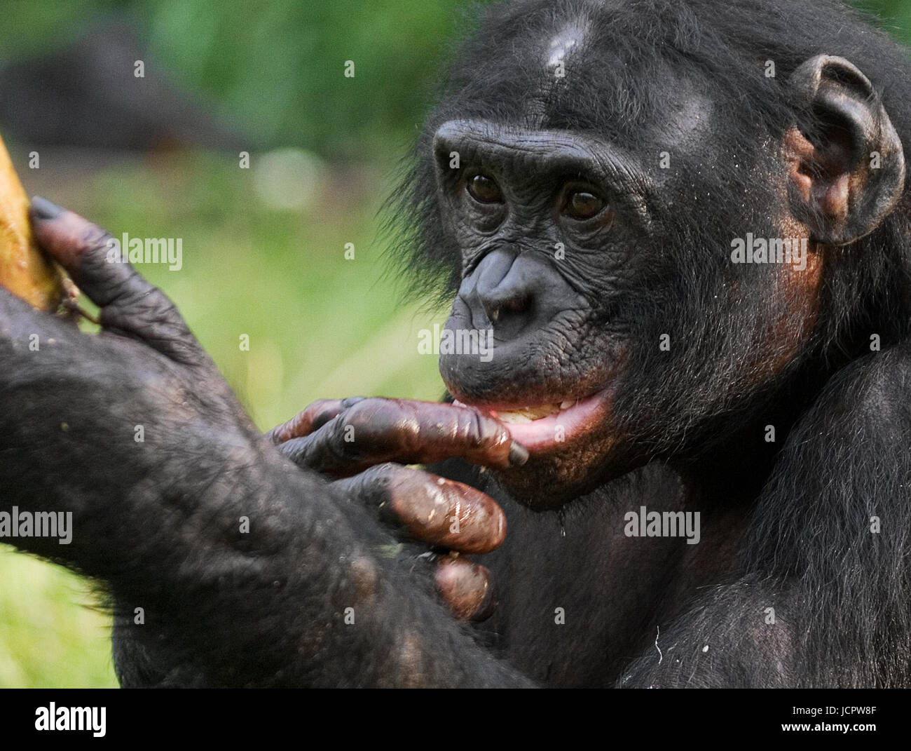 Bonobo (Pan paniscus) is eating bamboo. Democratic Republic of Congo ...