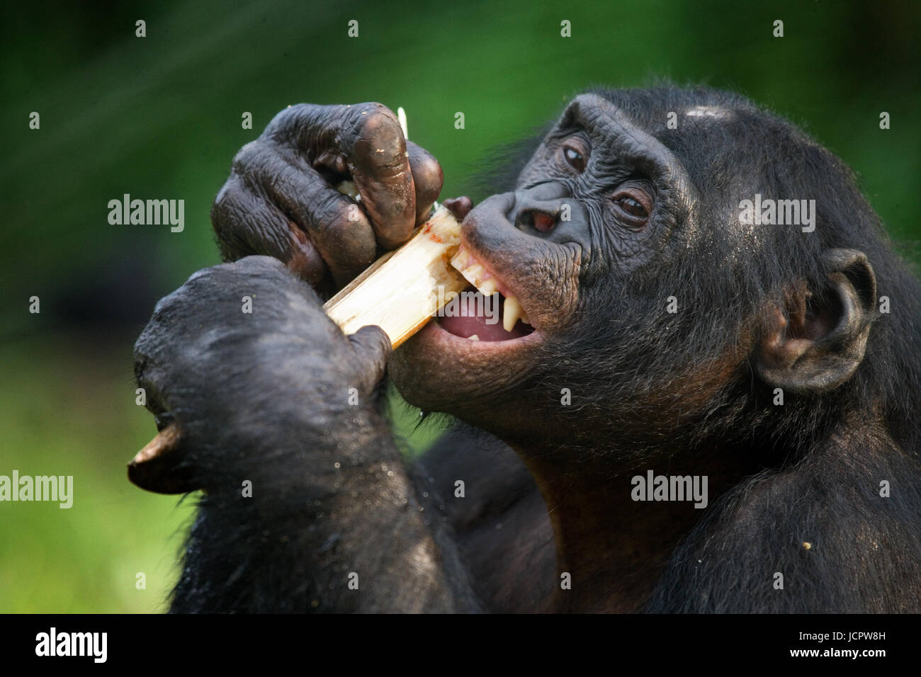 Bonobos Eating High Resolution Stock Photography and Images - Alamy
