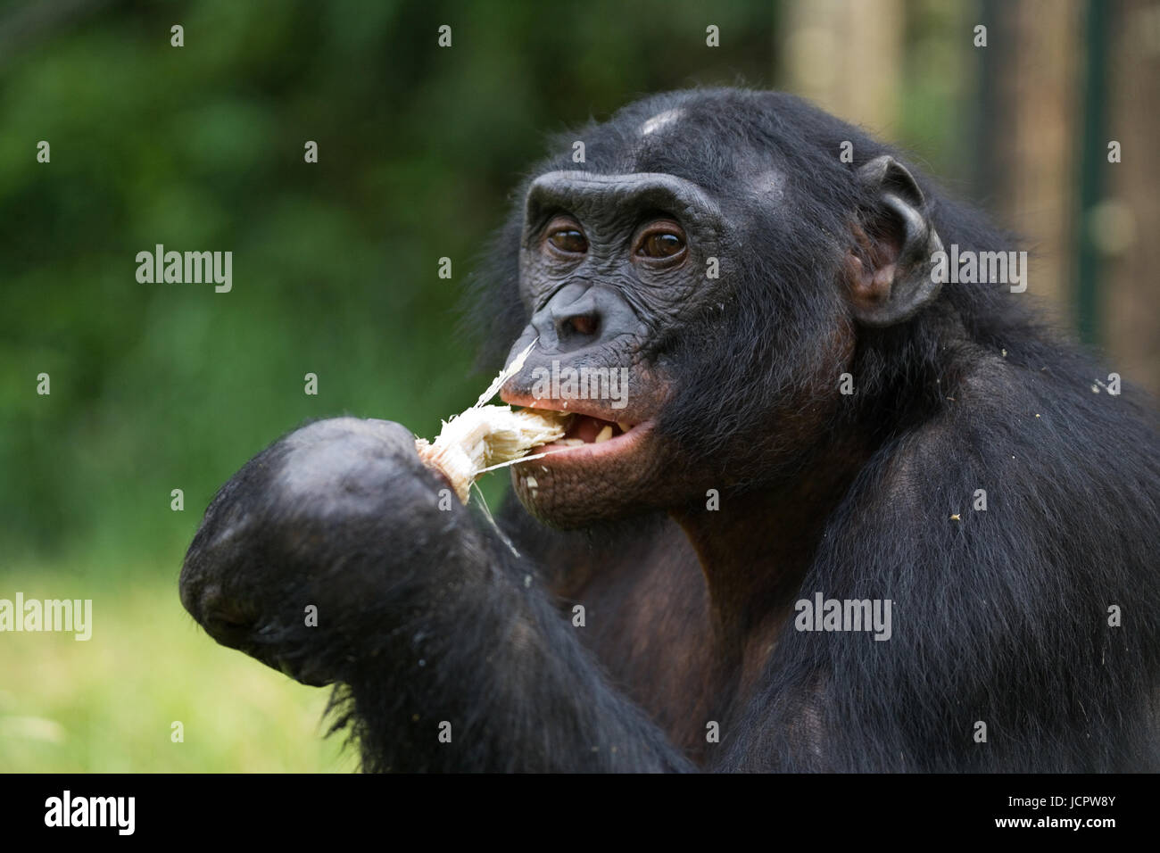Bonobo (Pan paniscus) is eating bamboo. Democratic Republic of Congo ...