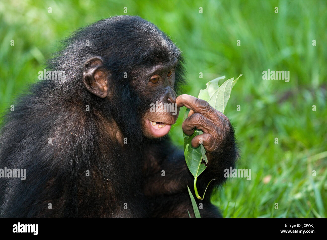 A baby Bonobo sits in the grass. Democratic Republic of Congo. Lola Ya ...