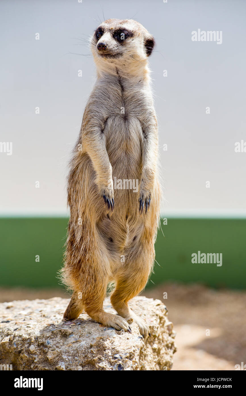 African meerkat hi-res stock photography and images - Alamy