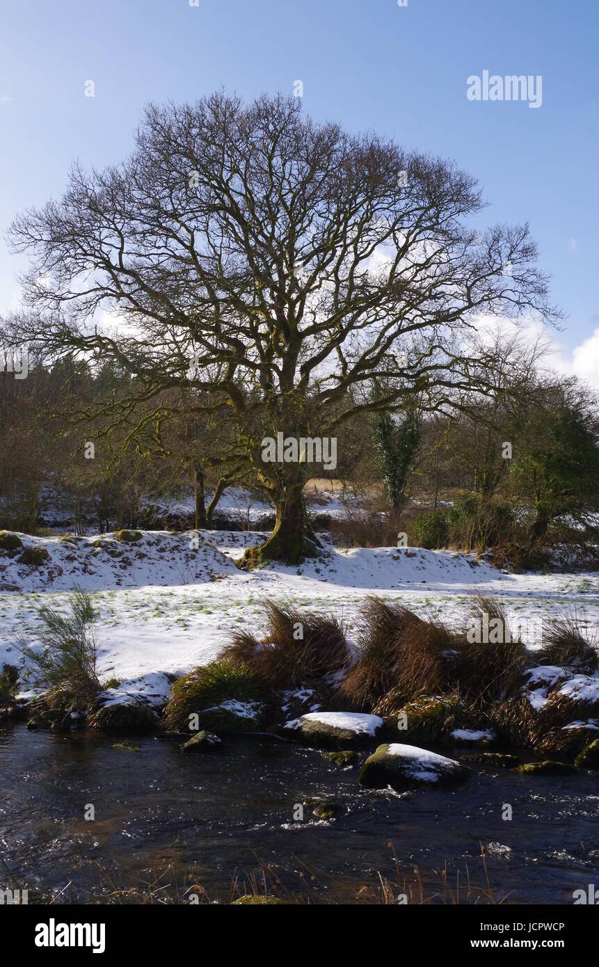 English Oak Tree Skeleton (Quercus robur) on a Snowy Sunny Winters Day ...