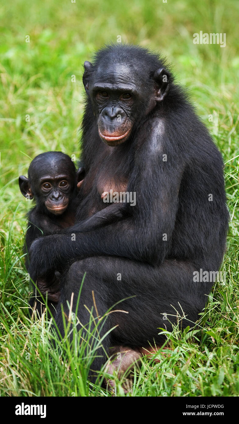 Female bonobo with a baby. Democratic Republic of Congo. Lola Ya BONOBO ...
