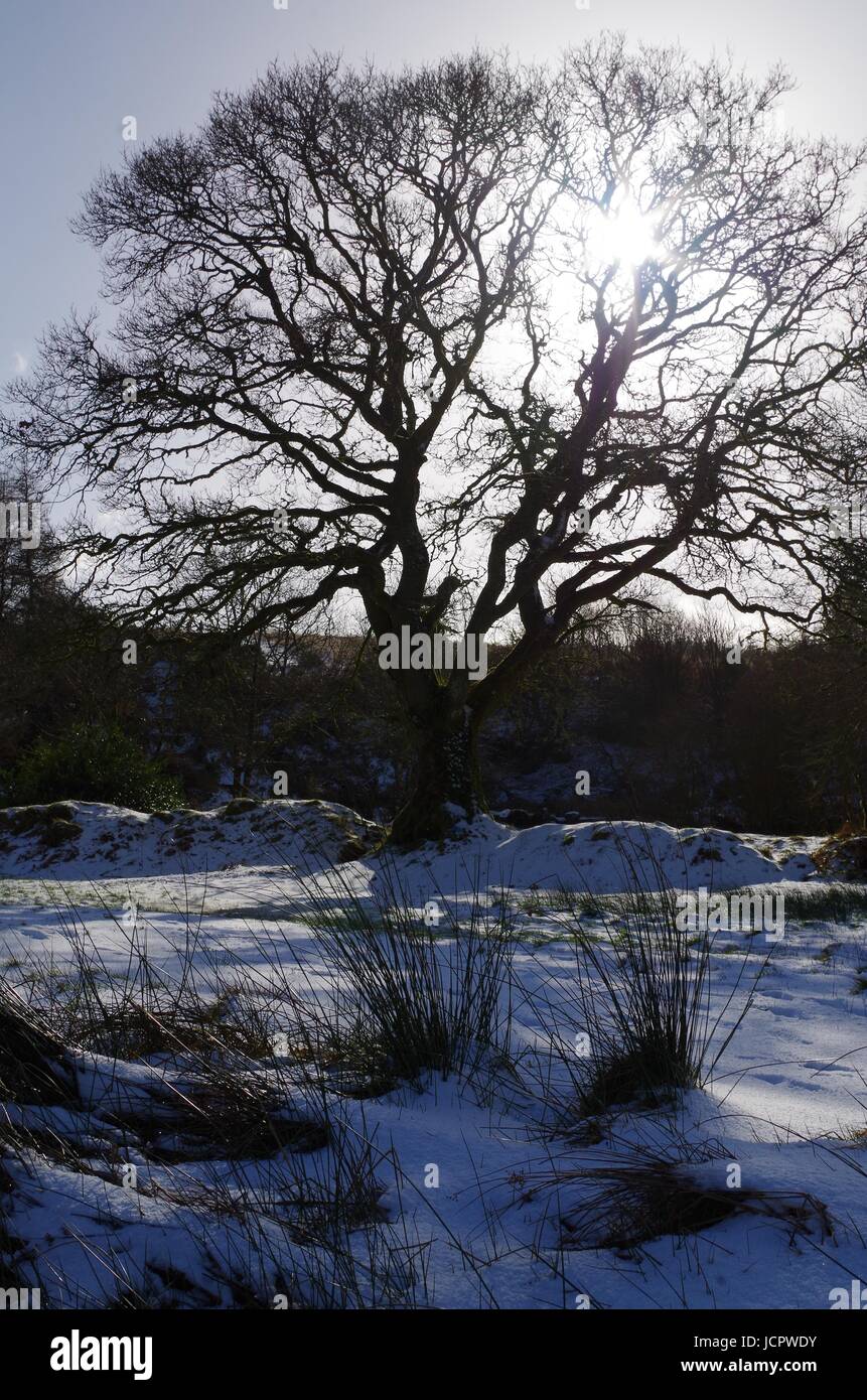 Silhouetted English Oak Tree Skeleton (Quercus robur) on a Snowy Sunny ...