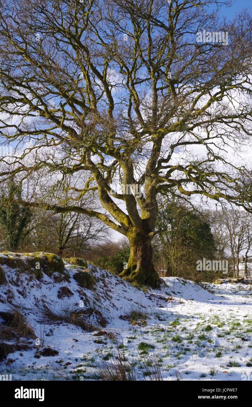English Oak Tree Skeleton (Quercus robur) on a Snowy Sunny Winters Day ...