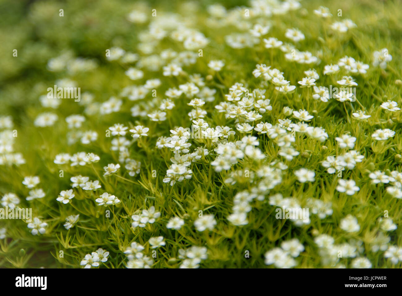 Little white flowers on a green background, close up, nature wallpaper ...