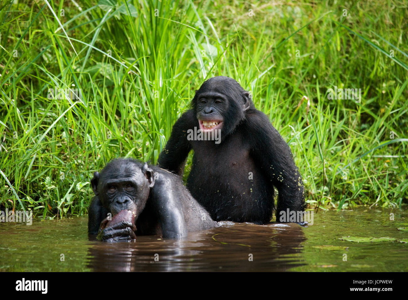 Two Bonobos are making love with each other. Democratic Republic of ...