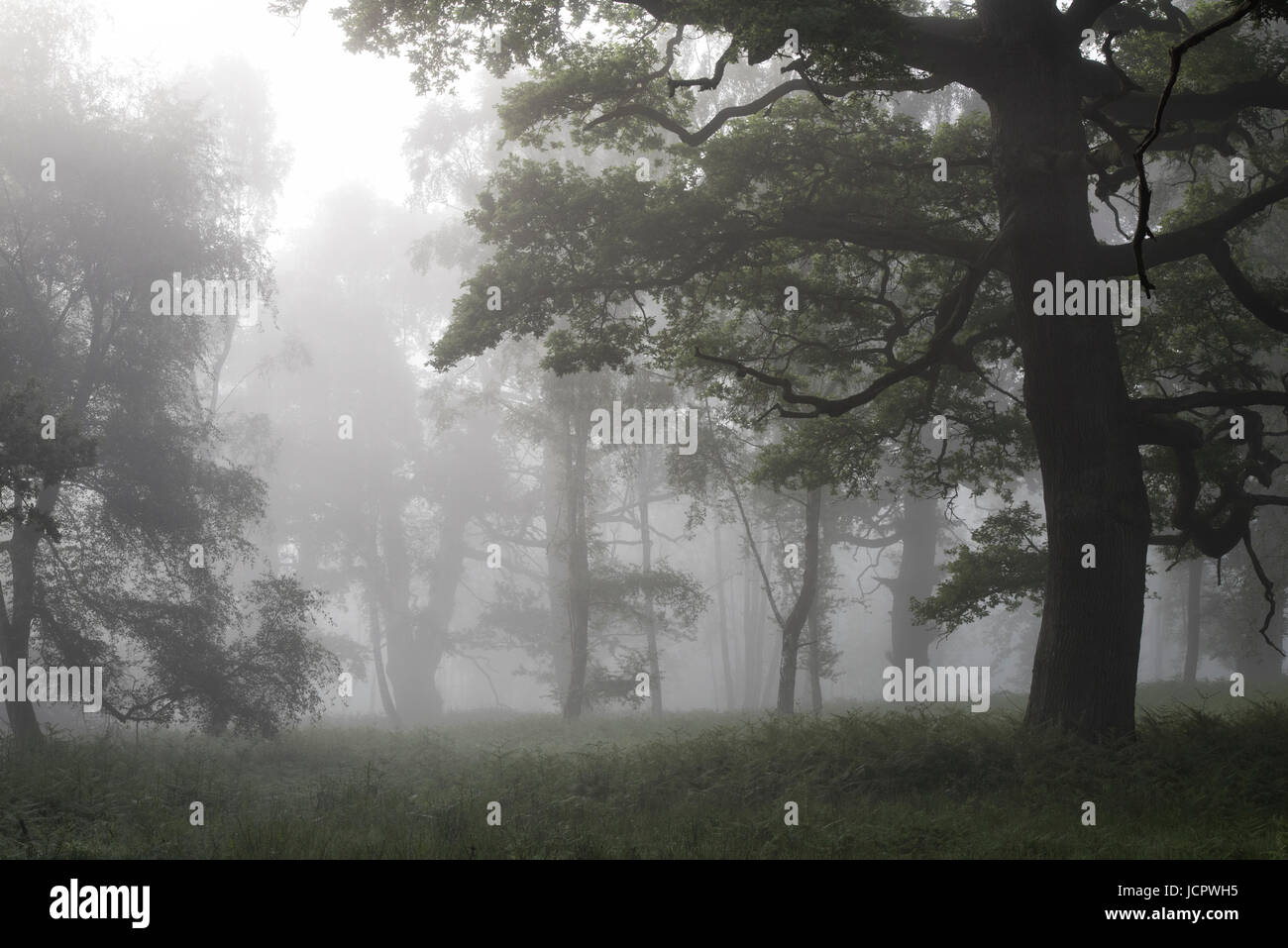 Misty oak trees in an english wood. Oxfordshire, England Stock Photo ...