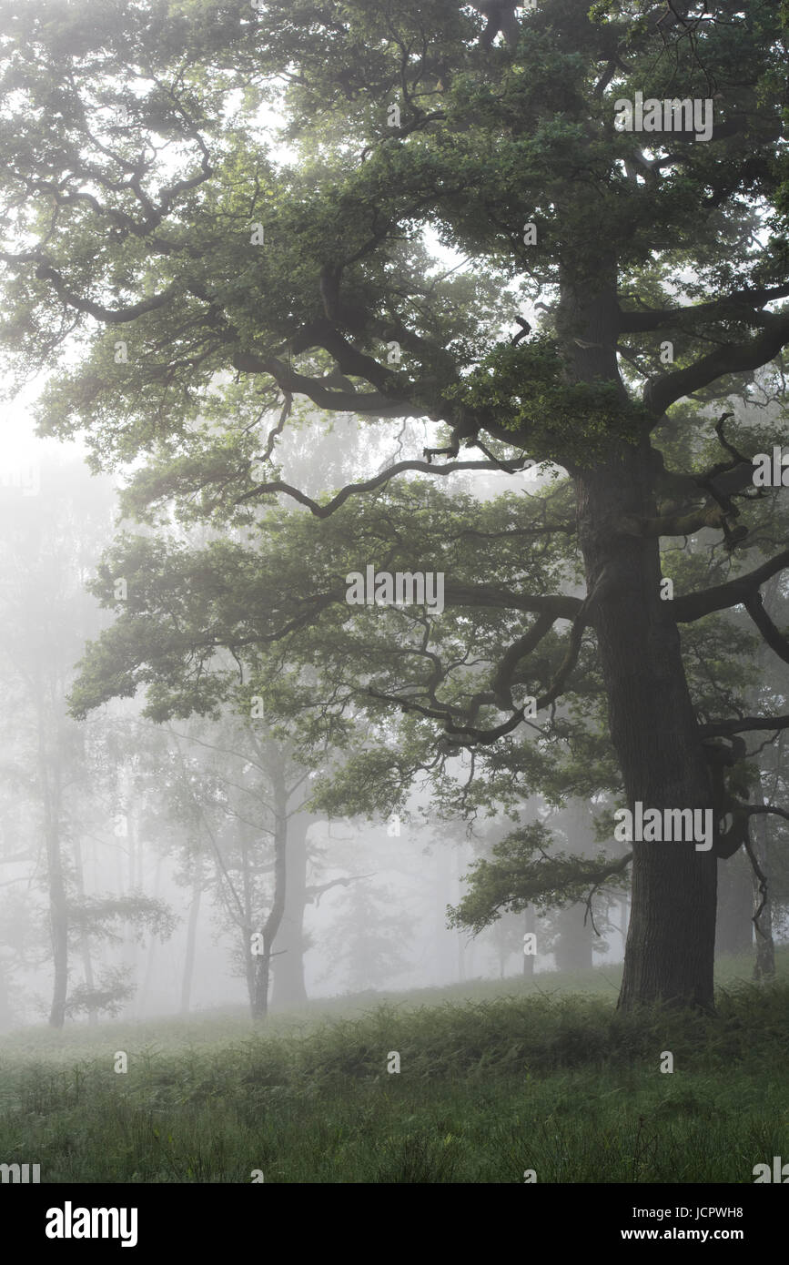 Misty oak trees in an english wood. Oxfordshire, England Stock Photo ...