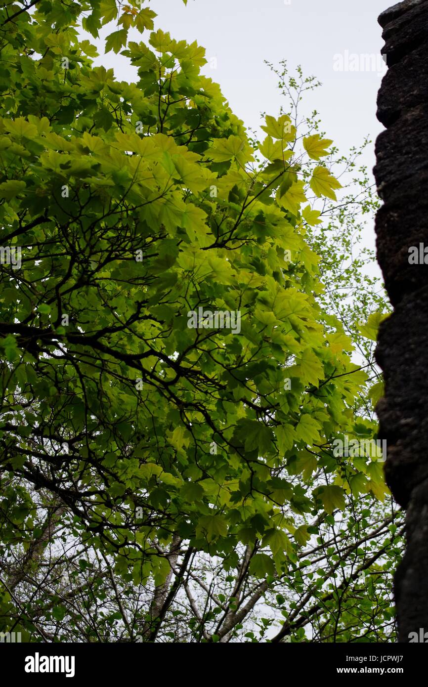Field Maple Tree High Resolution Stock Photography and Images - Alamy