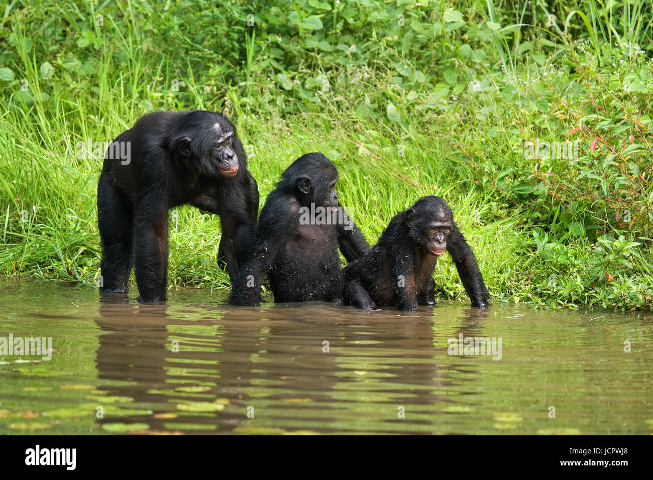Group of Bonobos. Democratic Republic of Congo. Lola Ya BONOBO National ...
