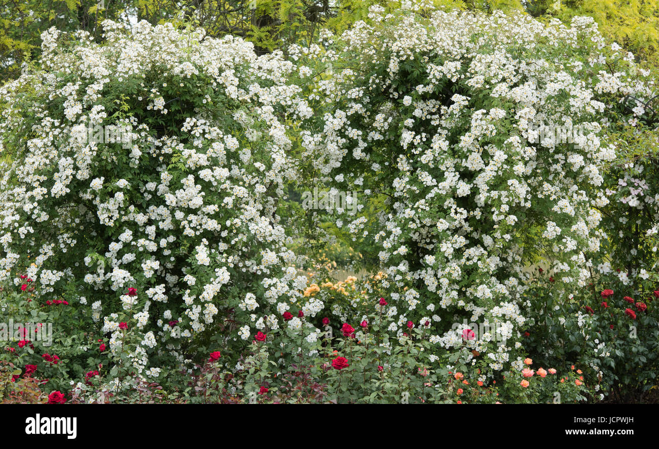 Rosa seagull. Bare Root Rose at RHS Wisley Gardens, Surrey, England ...