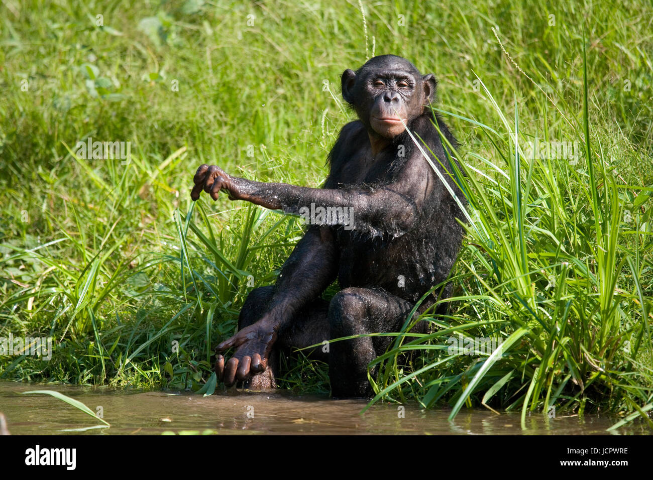 Bonobo is near the lake. Democratic Republic of Congo. Lola Ya BONOBO ...