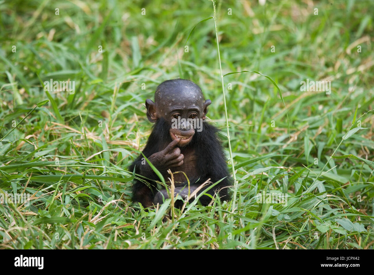 Baby Bonobo is sitting in the grass. Democratic Republic of Congo. Lola ...