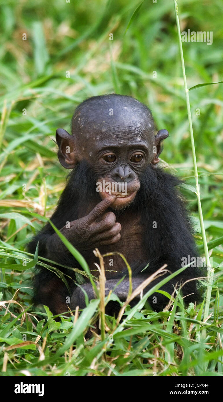 Baby Bonobo is sitting in the grass. Democratic Republic of Congo. Lola ...