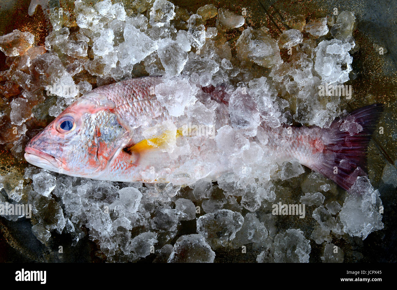 Fresh red snapper fish from fishery market frozen in ice piece Stock ...
