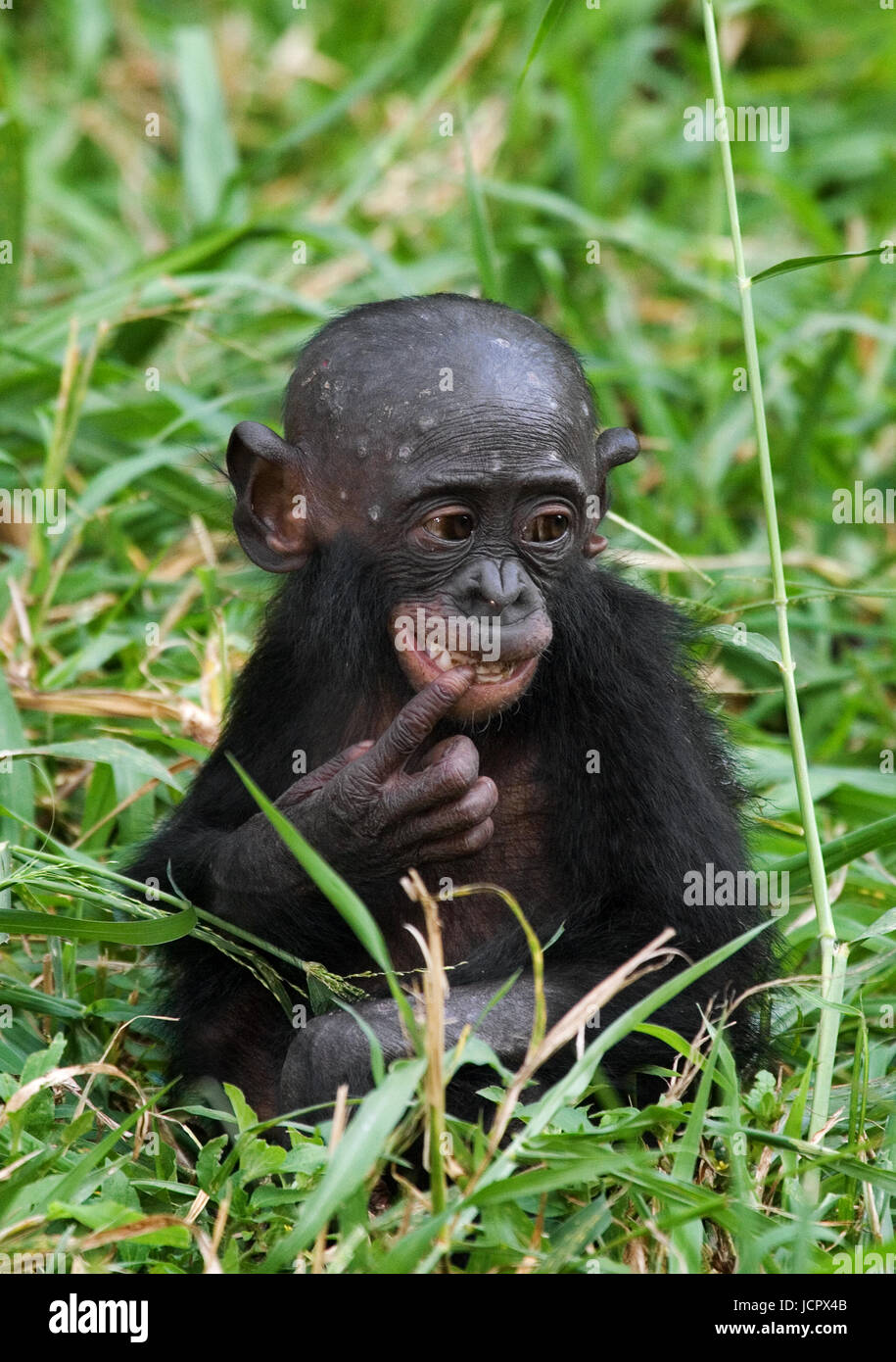 Baby Bonobo is sitting in the grass. Democratic Republic of Congo. Lola ...