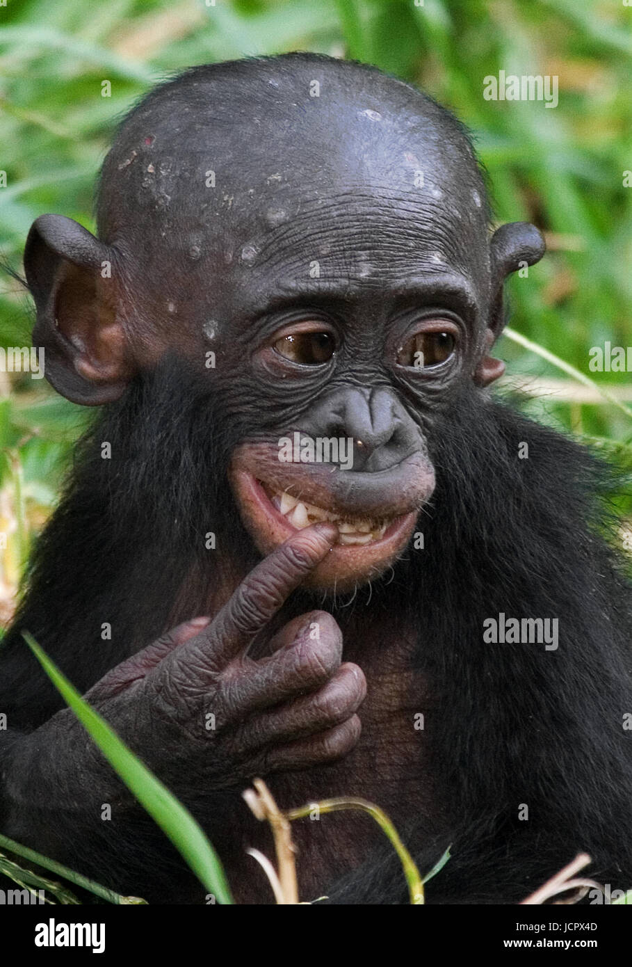 Portrait of a baby bonobo. Democratic Republic of Congo. Lola Ya BONOBO ...