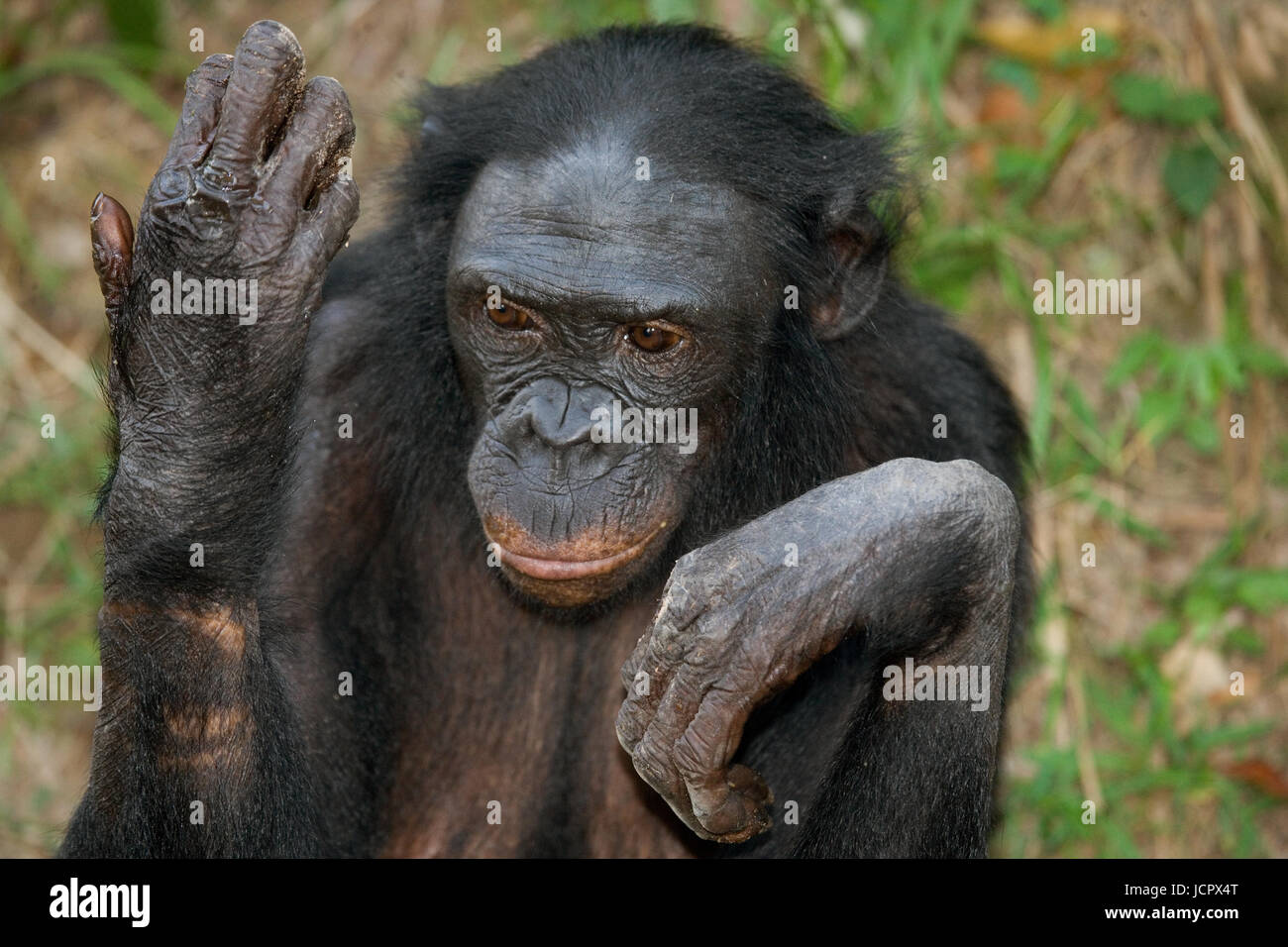 Portrait of bonobos. Close-up. Democratic Republic of Congo. Lola Ya ...